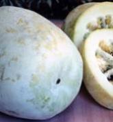 Winter Melon - Healthy & Fresh New Zealand