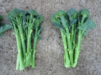 Slender Stems - Healthy & Fresh New Zealand