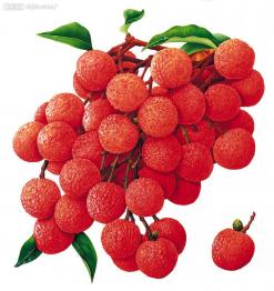 Lychees TH - Healthy & Fresh New Zealand