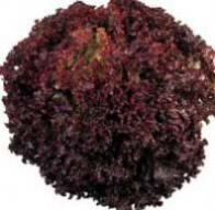 Lolla Rossa Lettuce - Healthy & Fresh New Zealand