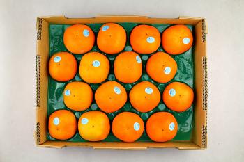 Persimmon - Healthy & Fresh New Zealand
