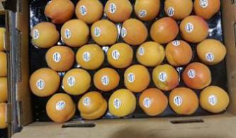杏 Apricots - Healthy & Fresh New Zealand